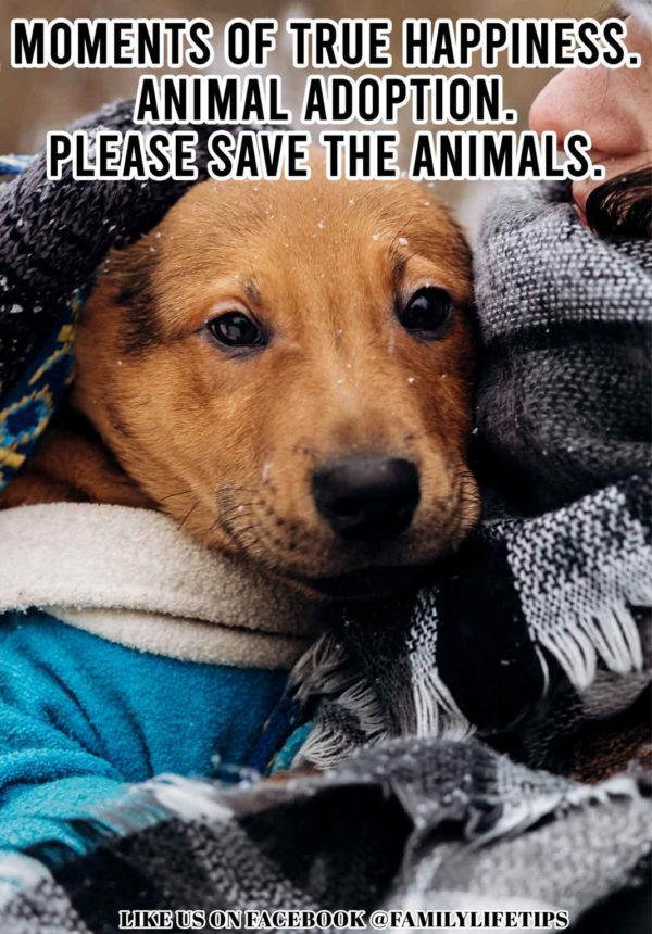 Animal Meme: Moments of True Happiness. Animal Adoption Please Save The ...